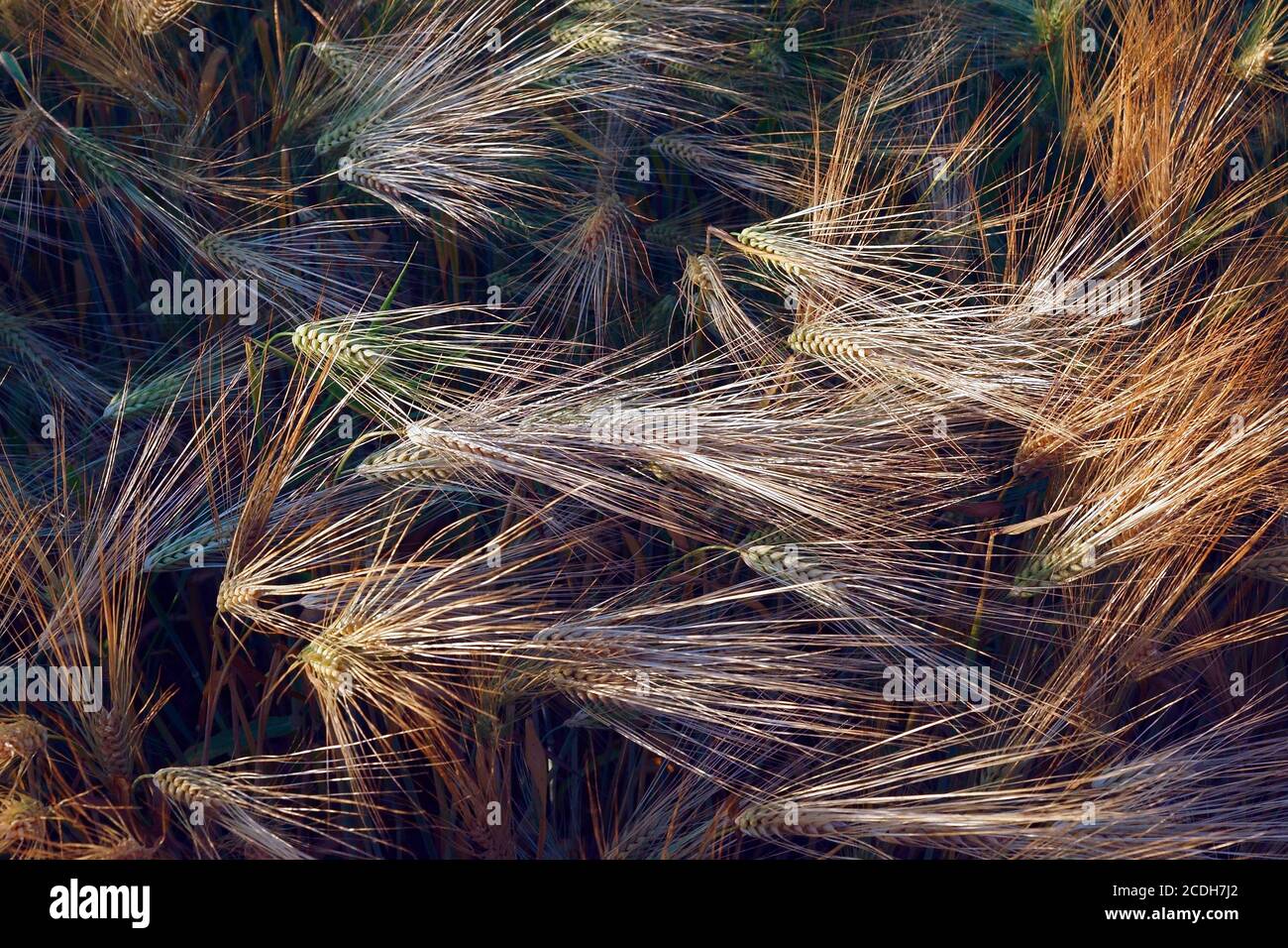 Corn cob wheat harvest hi-res stock photography and images - Alamy