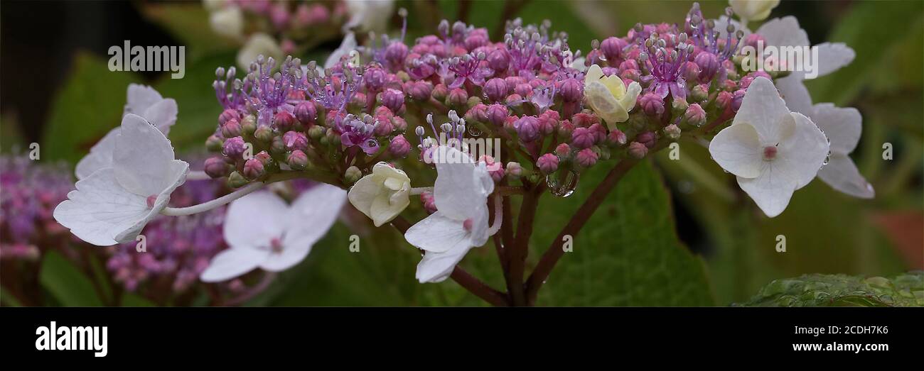Lace cap hydrangea hi-res stock photography and images - Alamy