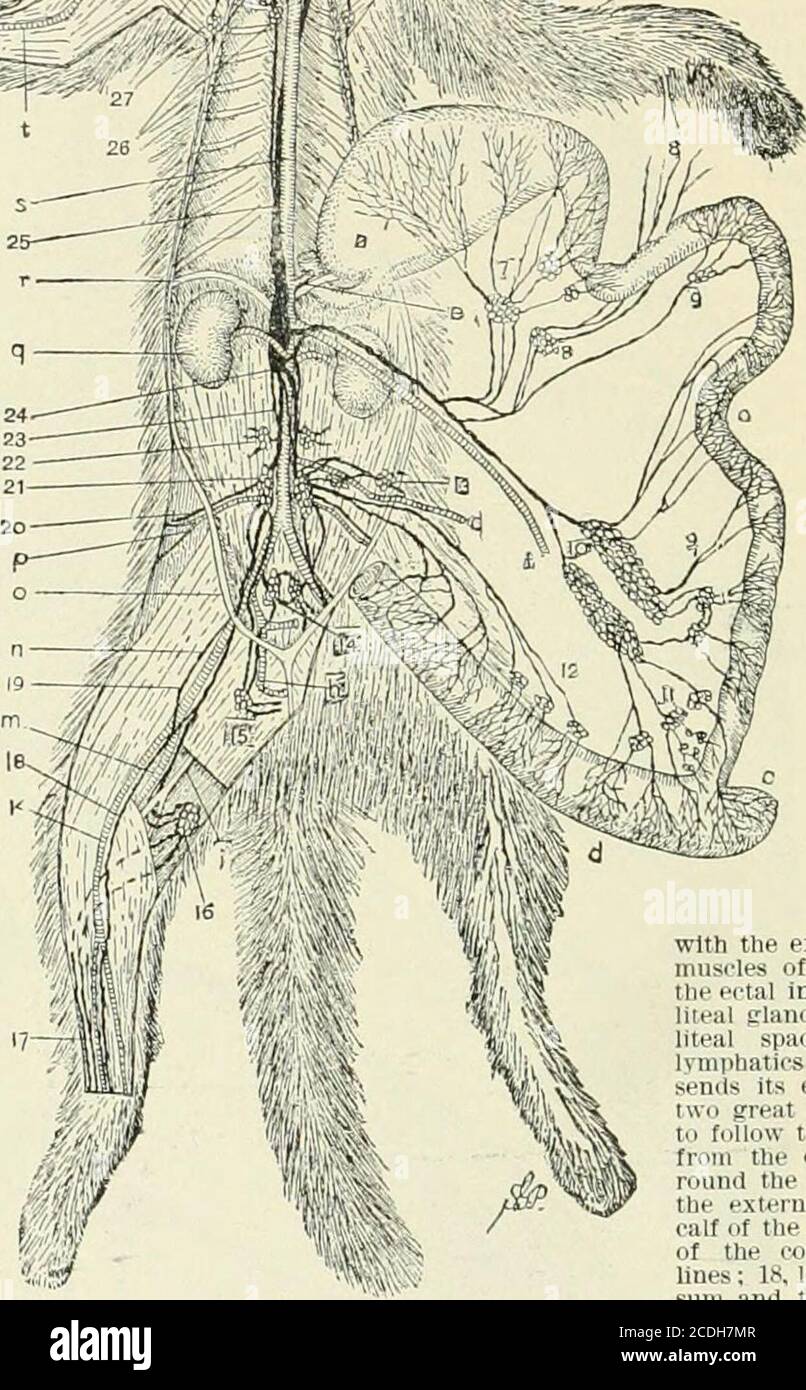 Long thoracic nerve hi-res stock photography and images - Alamy