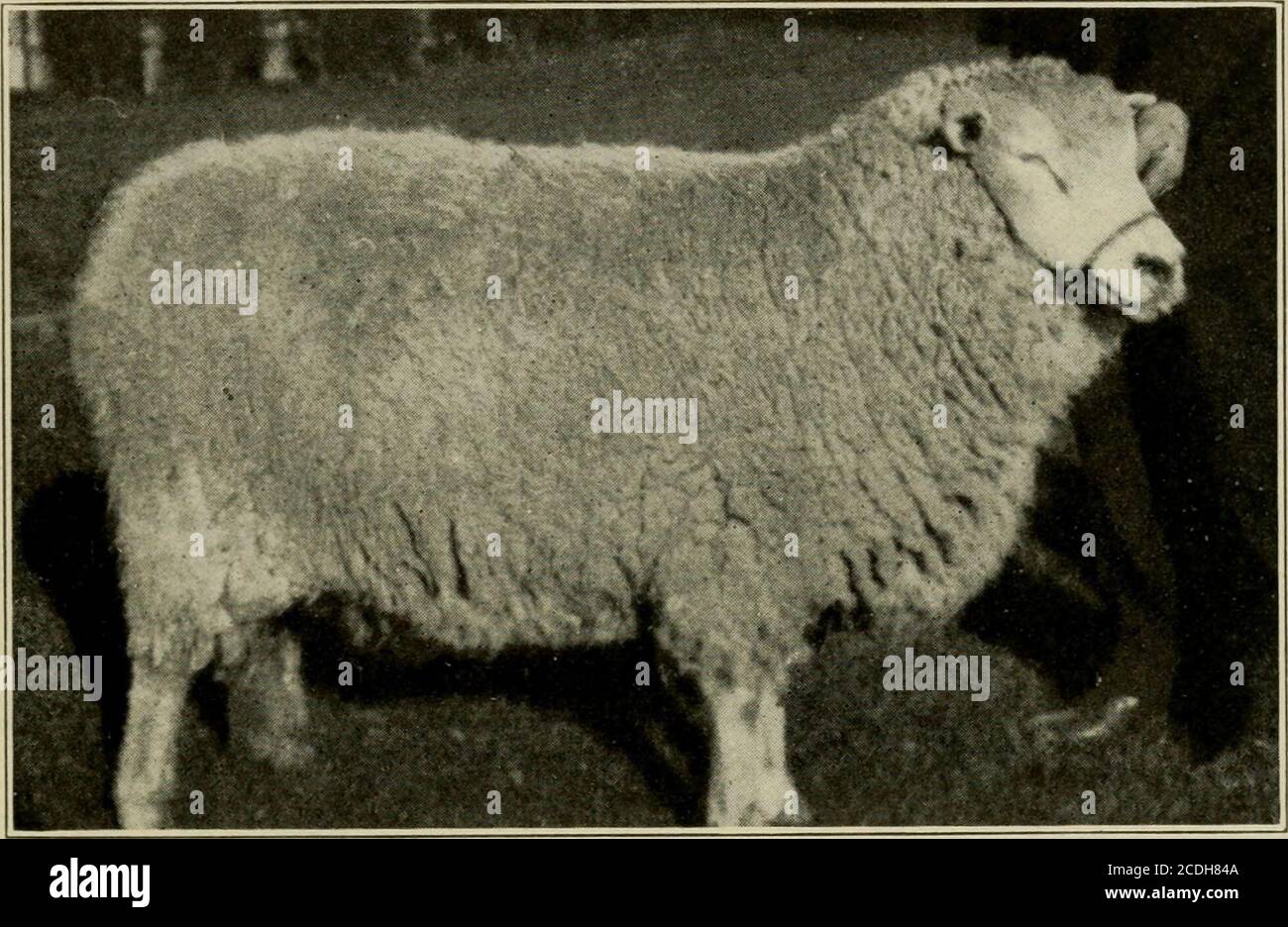 . Sheep management, breeds and judging for schools; a textbook for the ...