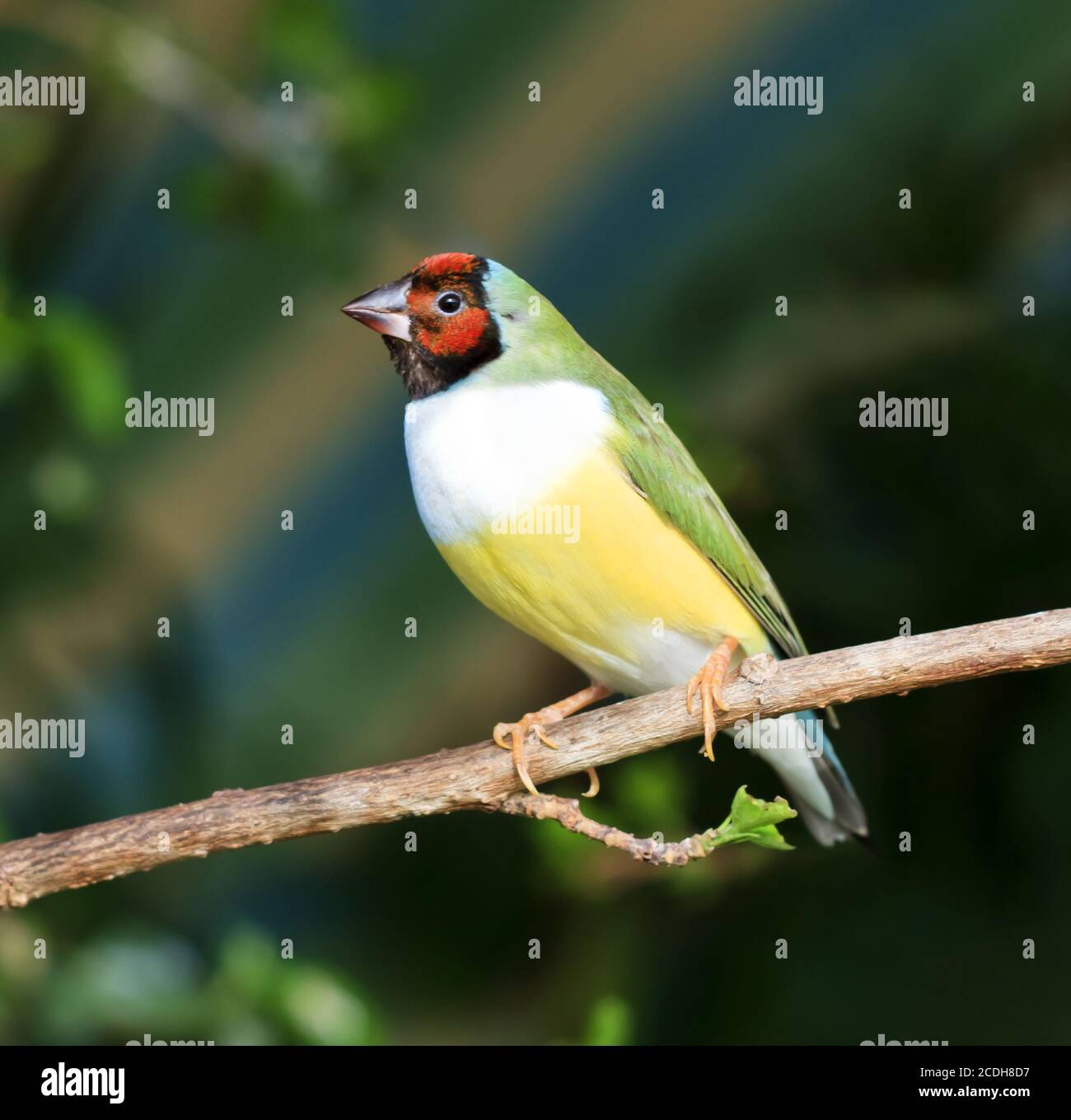 American finches hi-res stock photography and images - Alamy