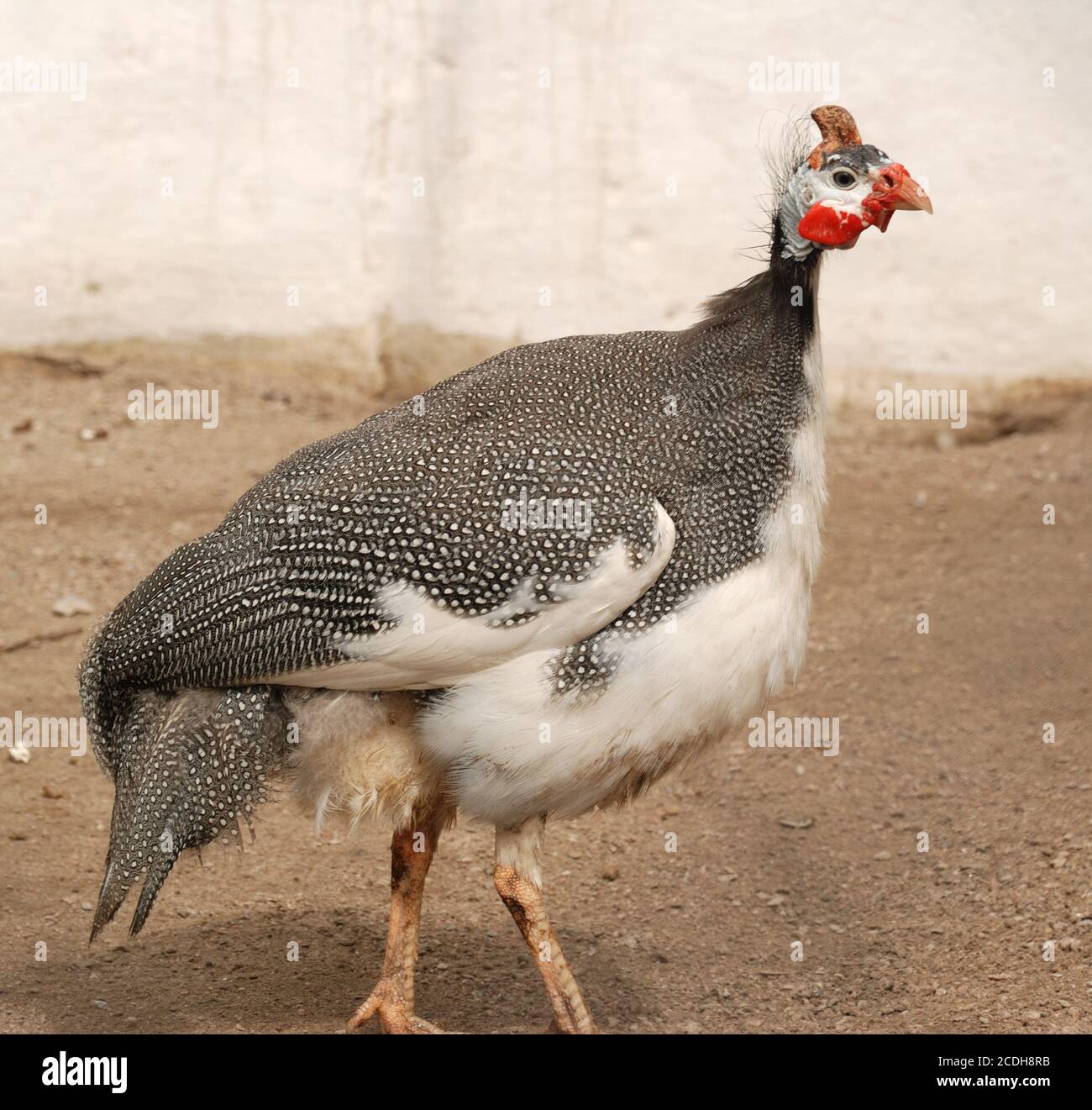 Partridges hi-res stock photography and images - Alamy