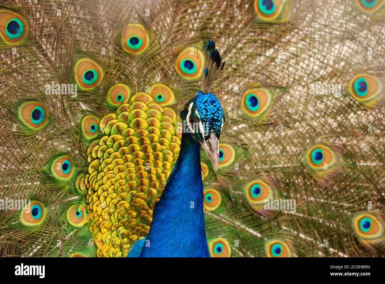 Preening peacock hi-res stock photography and images - Alamy