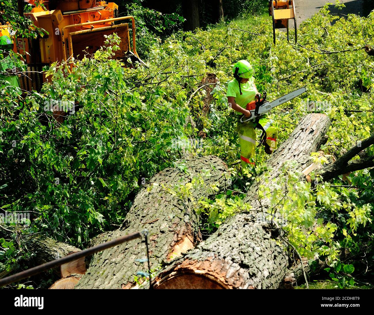 Snapped tree limb hi-res stock photography and images - Alamy