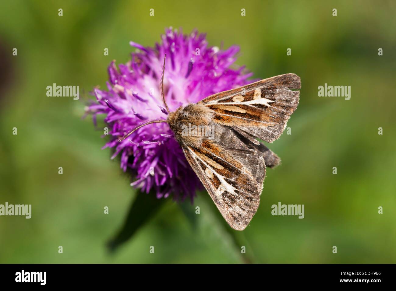 Antler Moth - Cerapteryx graminis Stock Photo - Alamy