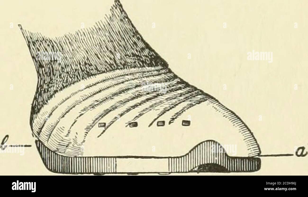 Pododerm hi-res stock photography and images - Alamy