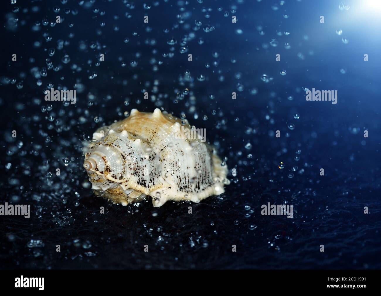 Seashell under the water Stock Photo - Alamy