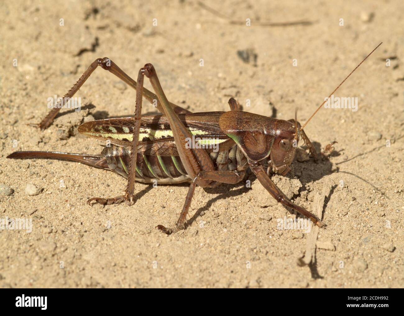 Female of a locust on sand Stock Photo - Alamy