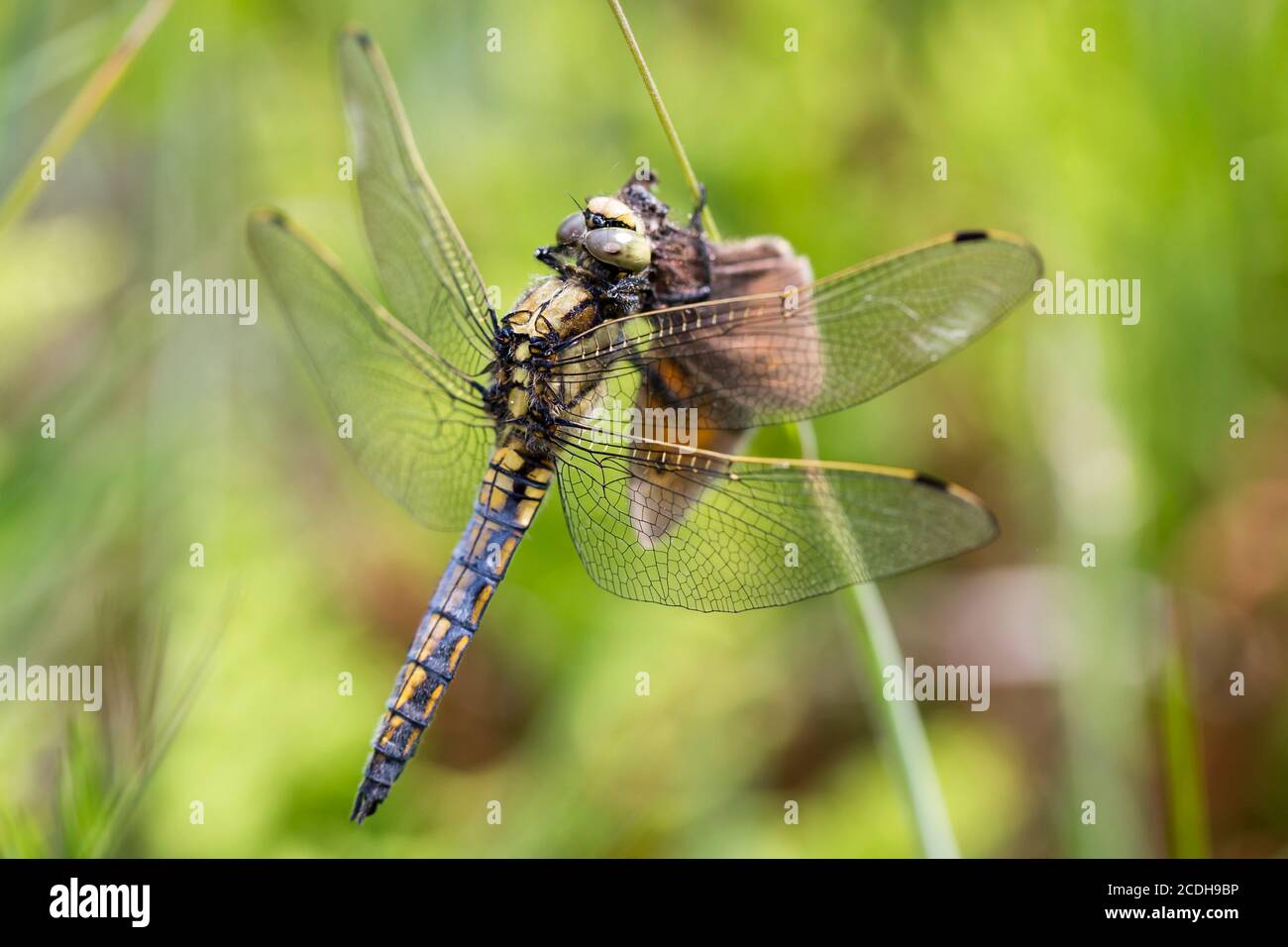 Immature Black-tailed Skimmer eating a Meadow Brown butterfly Stock ...