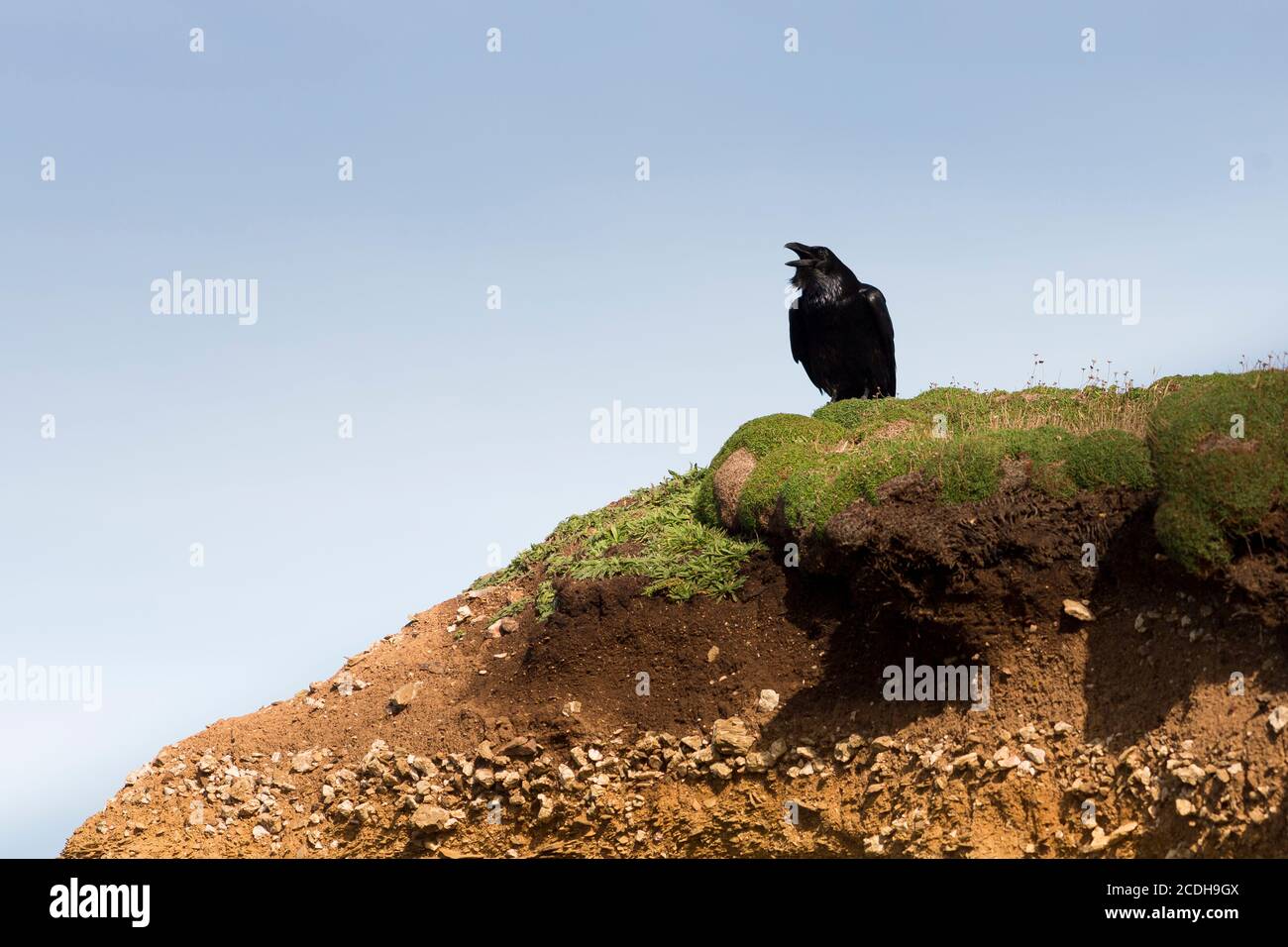 Raven calling on Cornish sea cliff Stock Photo - Alamy