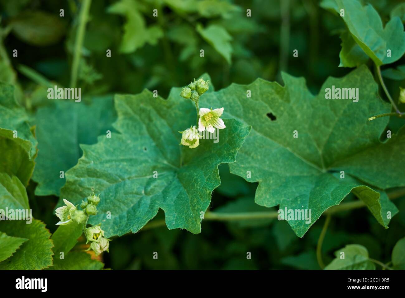 Bryonia alba white bryony hi-res stock photography and images - Alamy