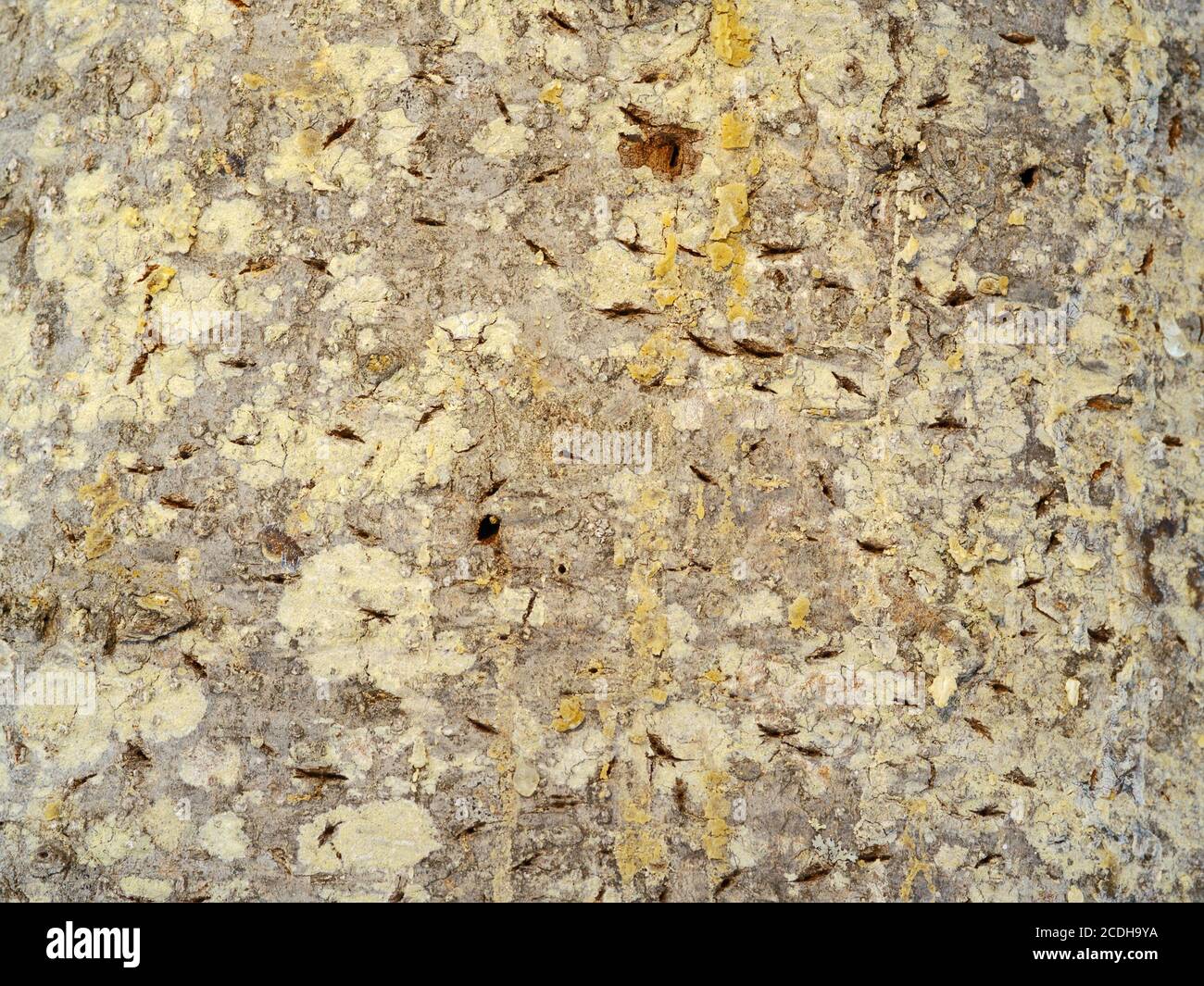Natural background from a fur-tree bark Stock Photo - Alamy