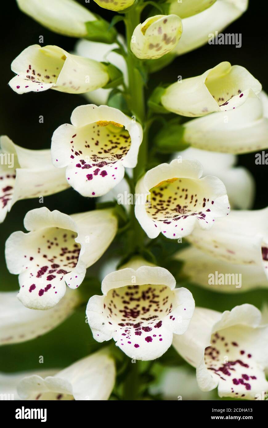 Digitalis garden hi-res stock photography and images - Alamy