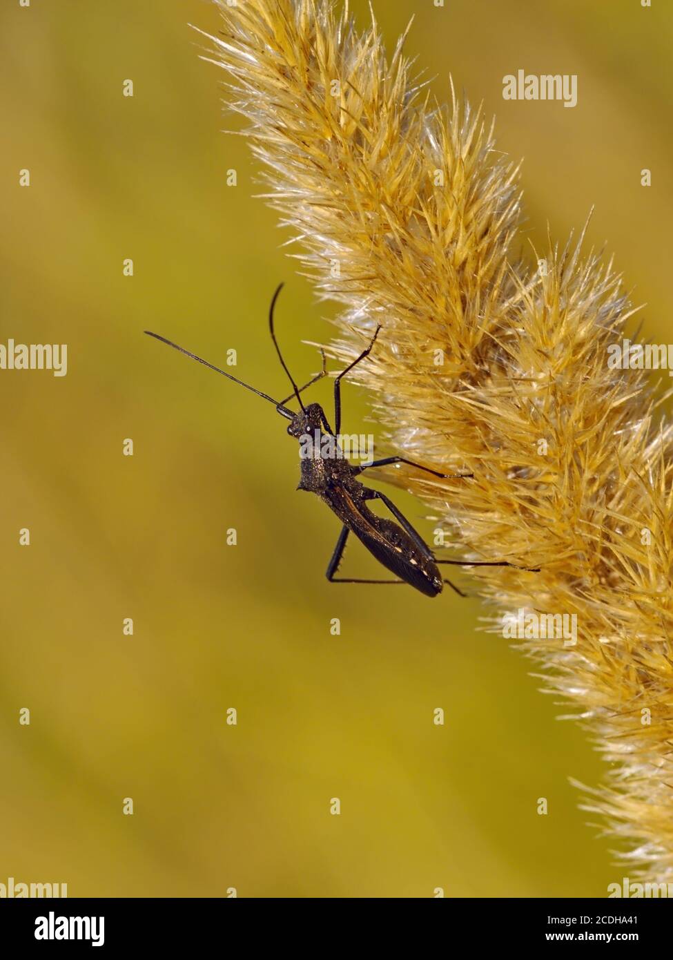Black bug on a dry ear Stock Photo - Alamy