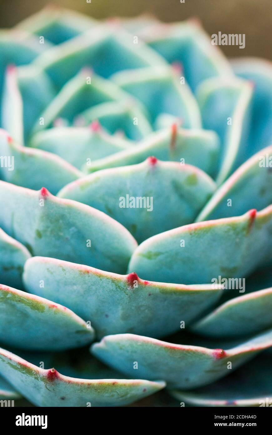 Transparent succulent hi-res stock photography and images - Alamy