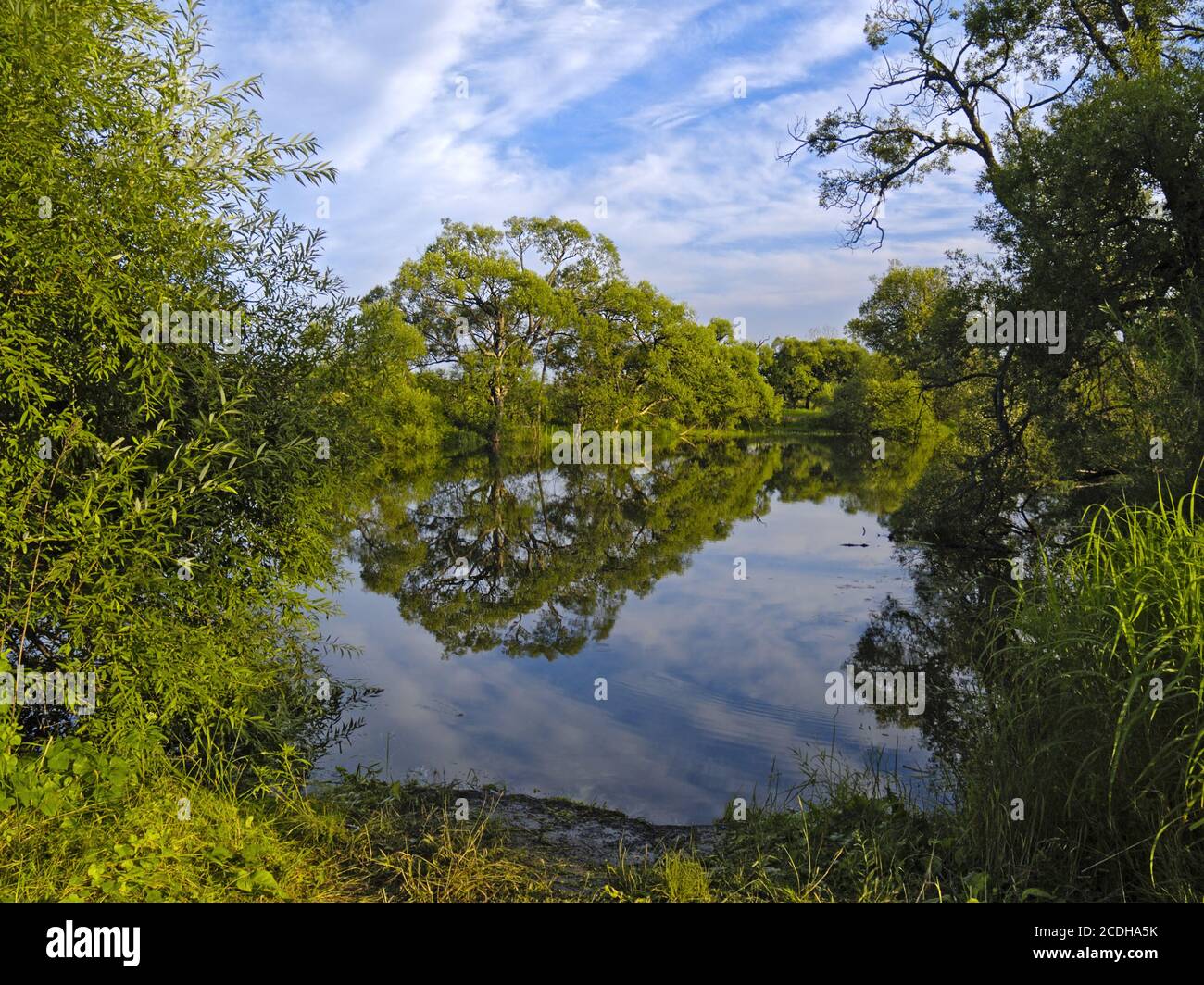 Reflections of trees in lake Stock Photo - Alamy