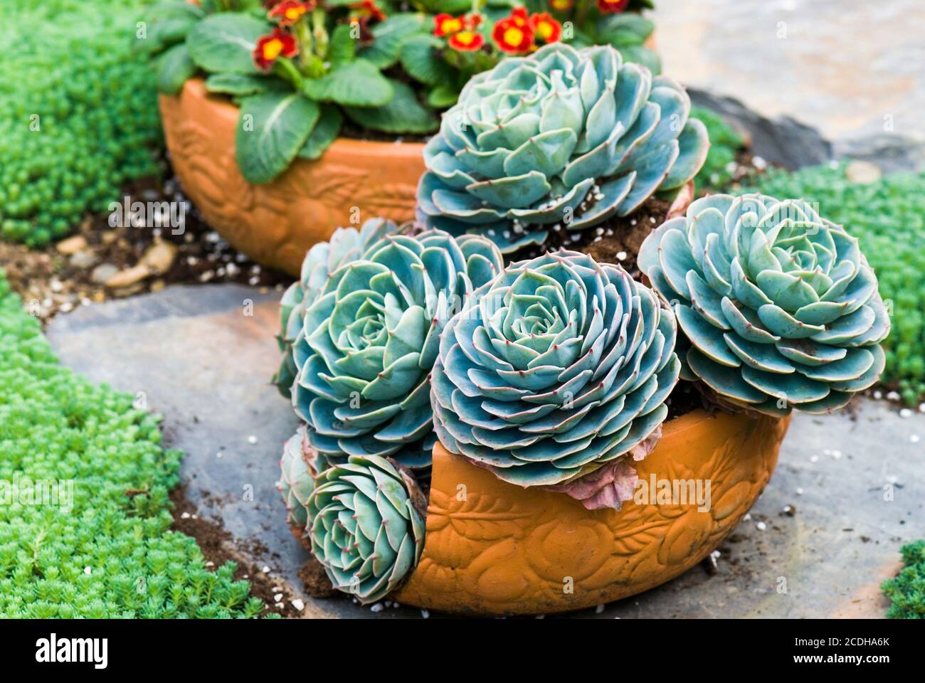 close-up Succulent plan in potted Stock Photo - Alamy