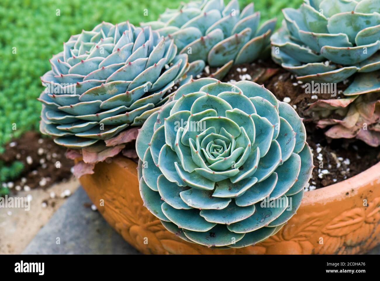 close-up Succulent plan in potted Stock Photo - Alamy