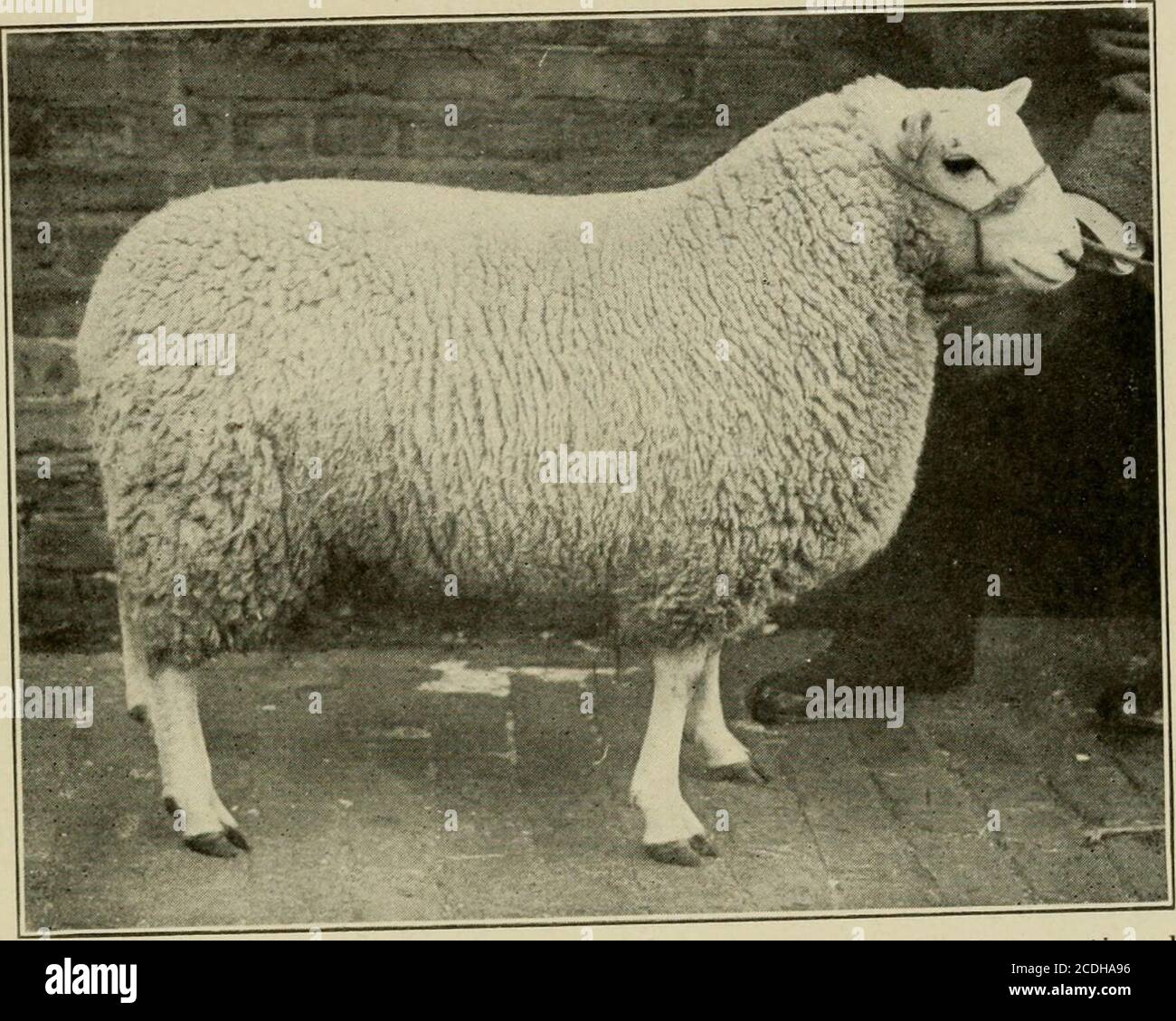 . Sheep management, breeds and judging for schools; a textbook for the ...