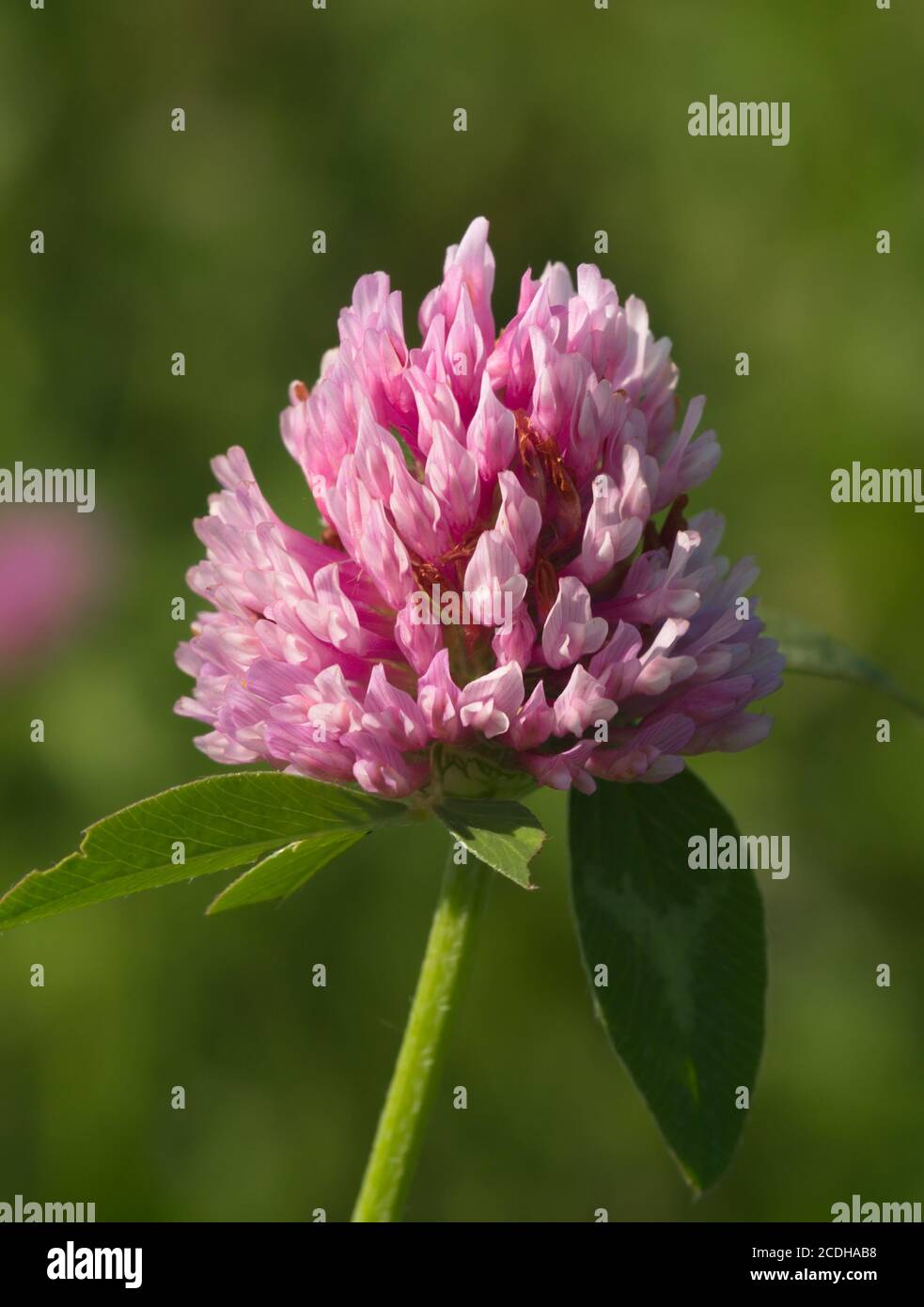 Pink clover hi-res stock photography and images - Alamy