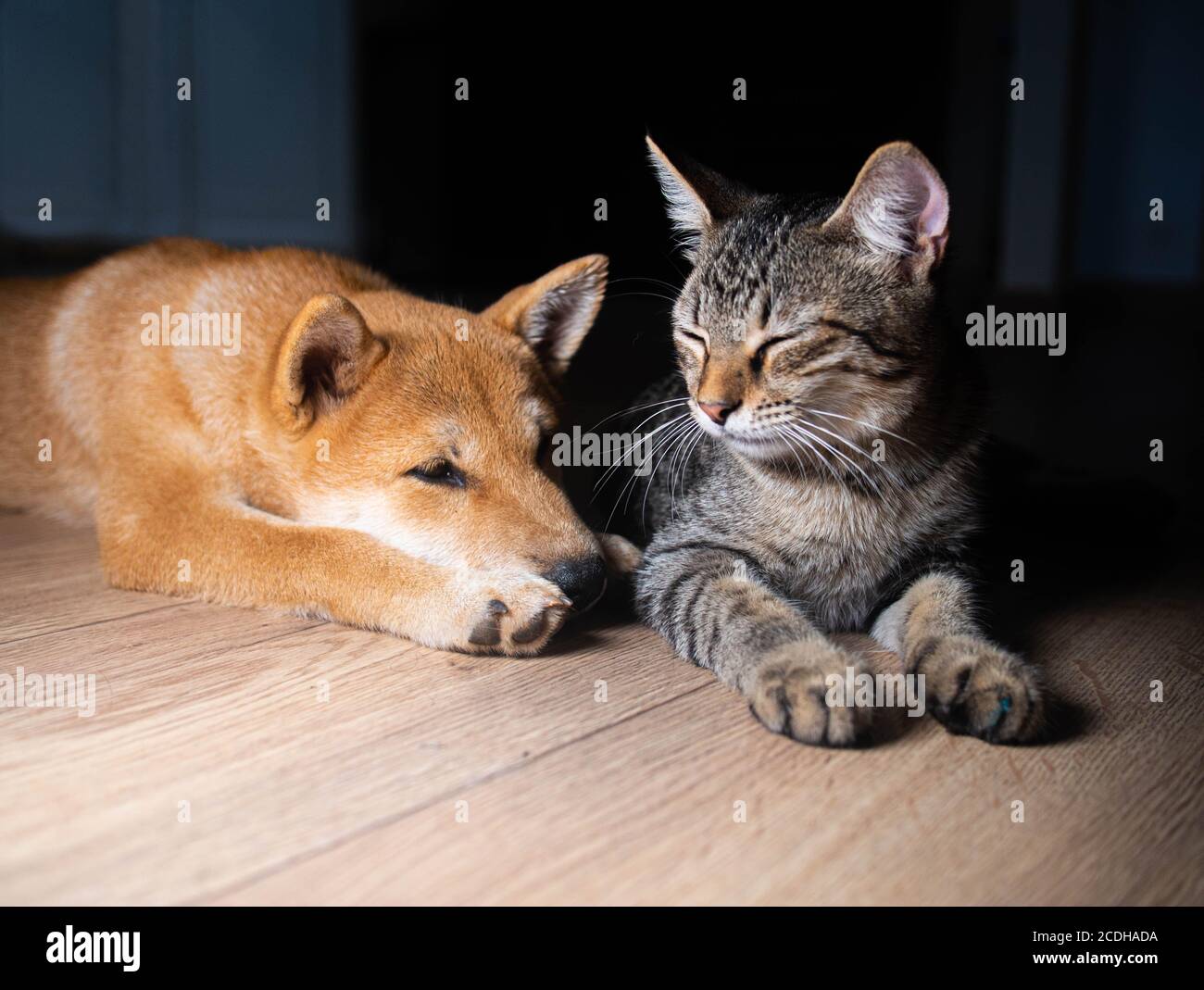 Are Shiba Inu Good With Cats
