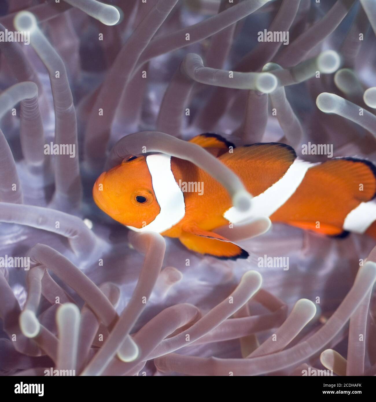 Tropical fish Clownfish Stock Photo - Alamy