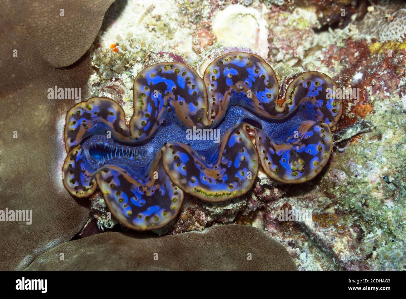 Clam Swimming High Resolution Stock Photography and Images - Alamy