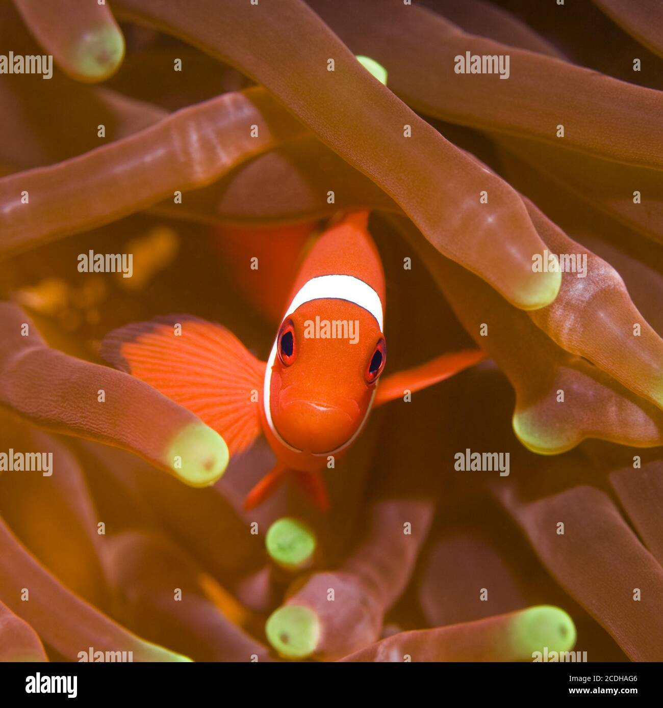 Tropical fish Clownfish Stock Photo - Alamy
