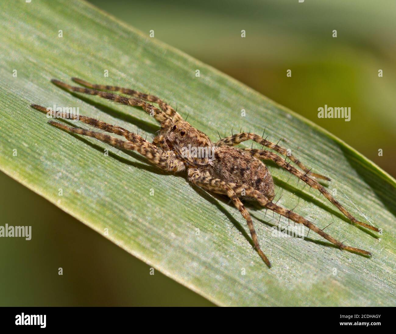 Hairy spider hi-res stock photography and images - Alamy