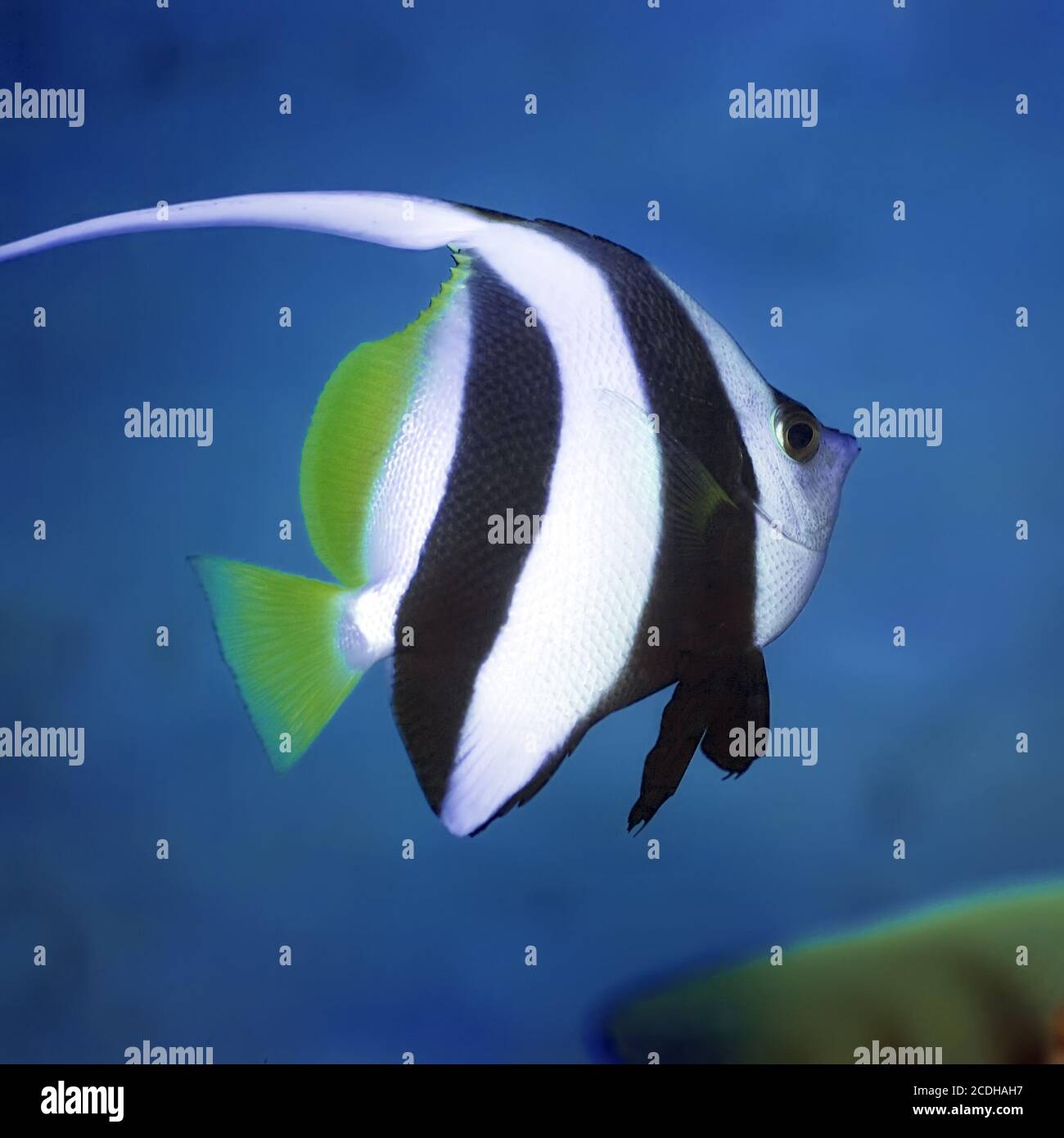 Banner fish hi-res stock photography and images - Alamy