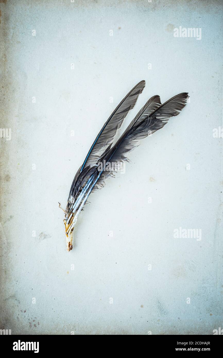 Dark black feathers hi-res stock photography and images - Alamy