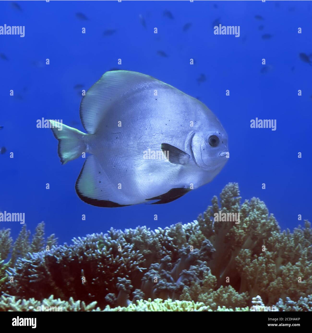 Tropical fish Bat-fish Stock Photo - Alamy