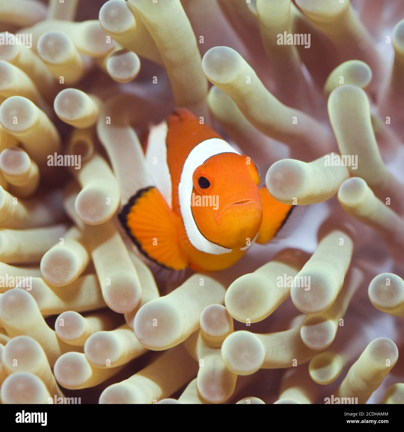 Tropical fish Clownfish Stock Photo - Alamy