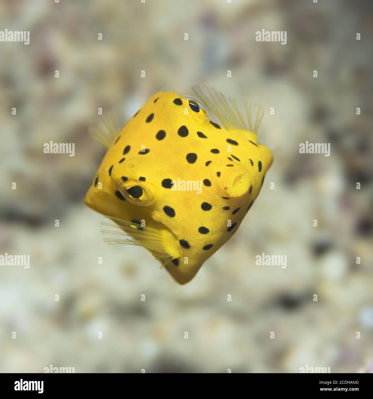 Boxfish swimming hi-res stock photography and images - Alamy