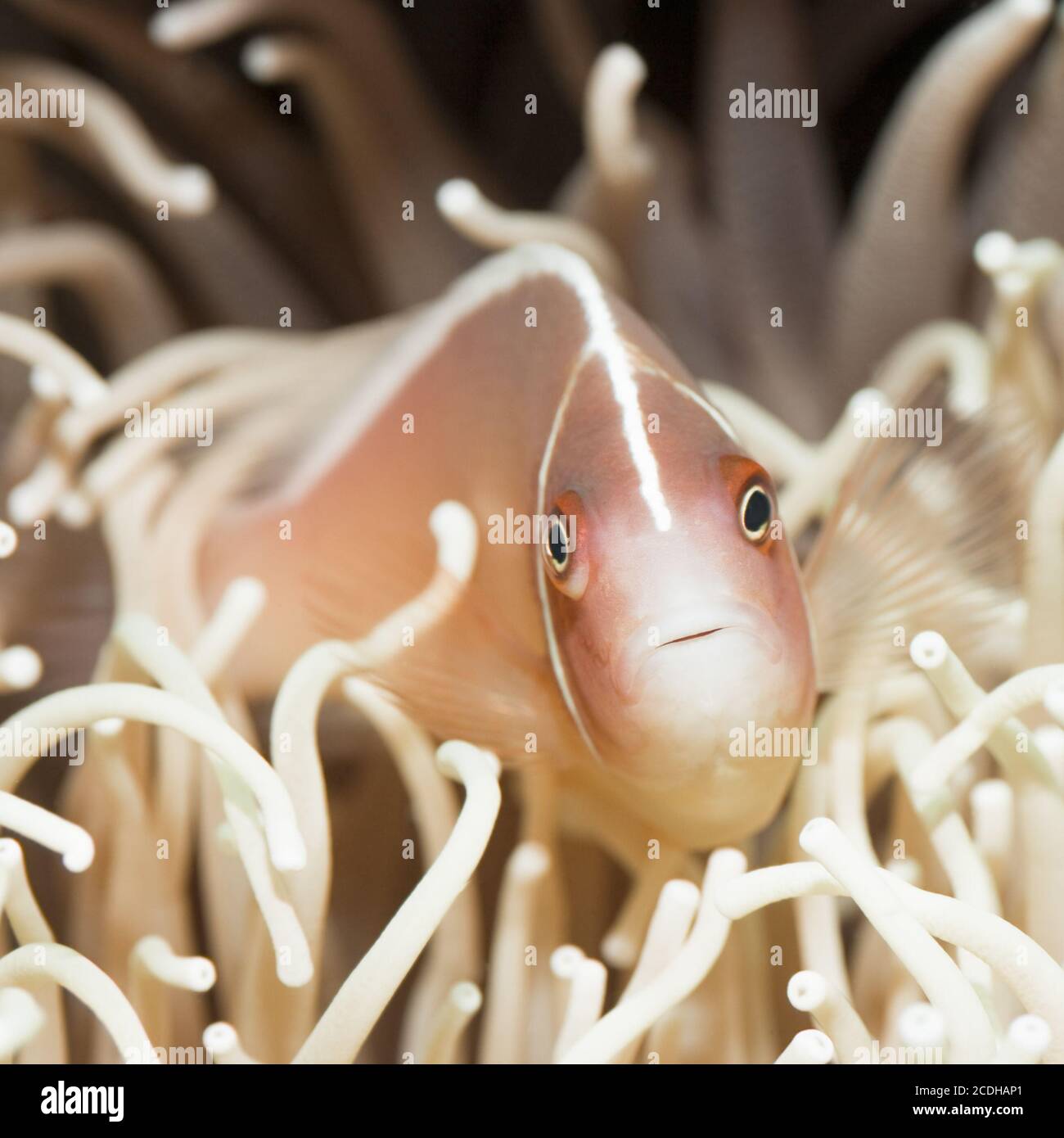 Tropical fish Pink clownfish Stock Photo - Alamy