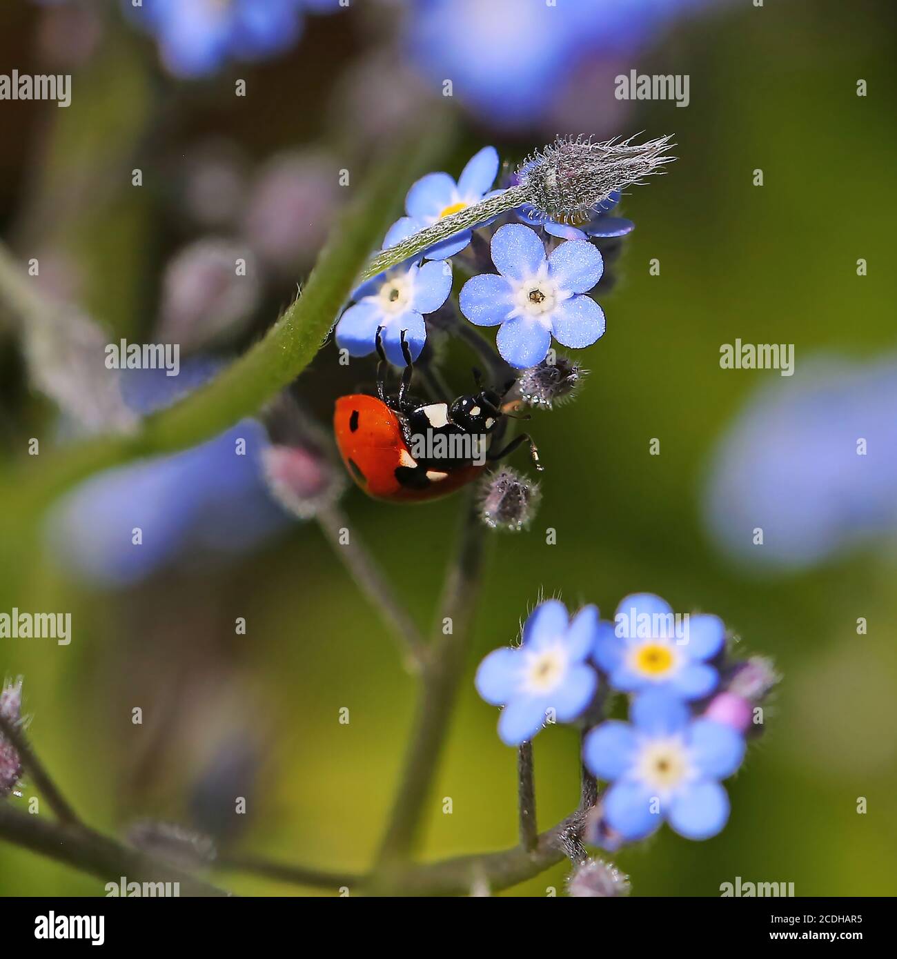 Close Up View Of Ladybird High Resolution Stock Photography and Images ...