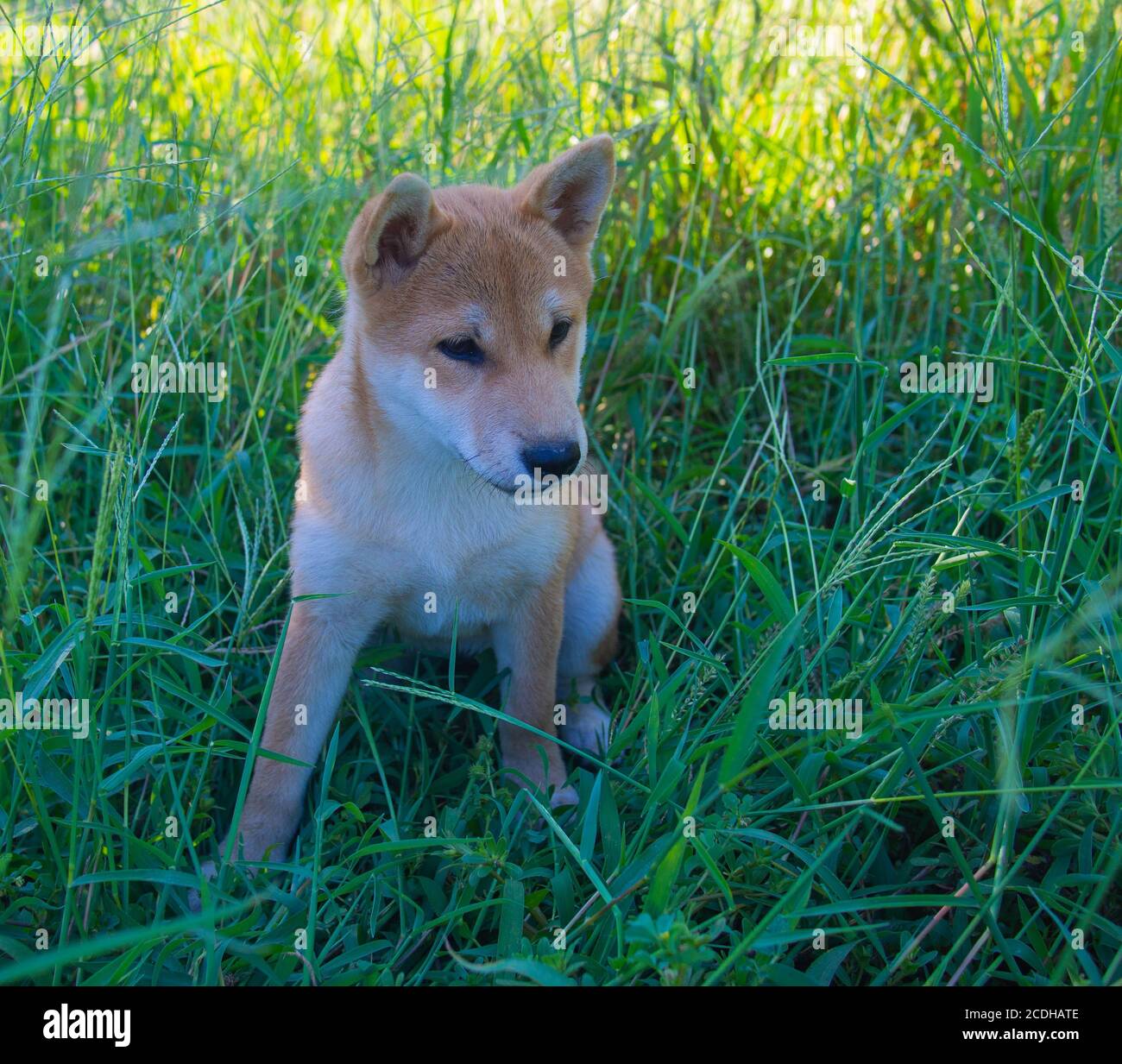Two friends shiba inu puppy and tabby cat Stock Photo - Alamy