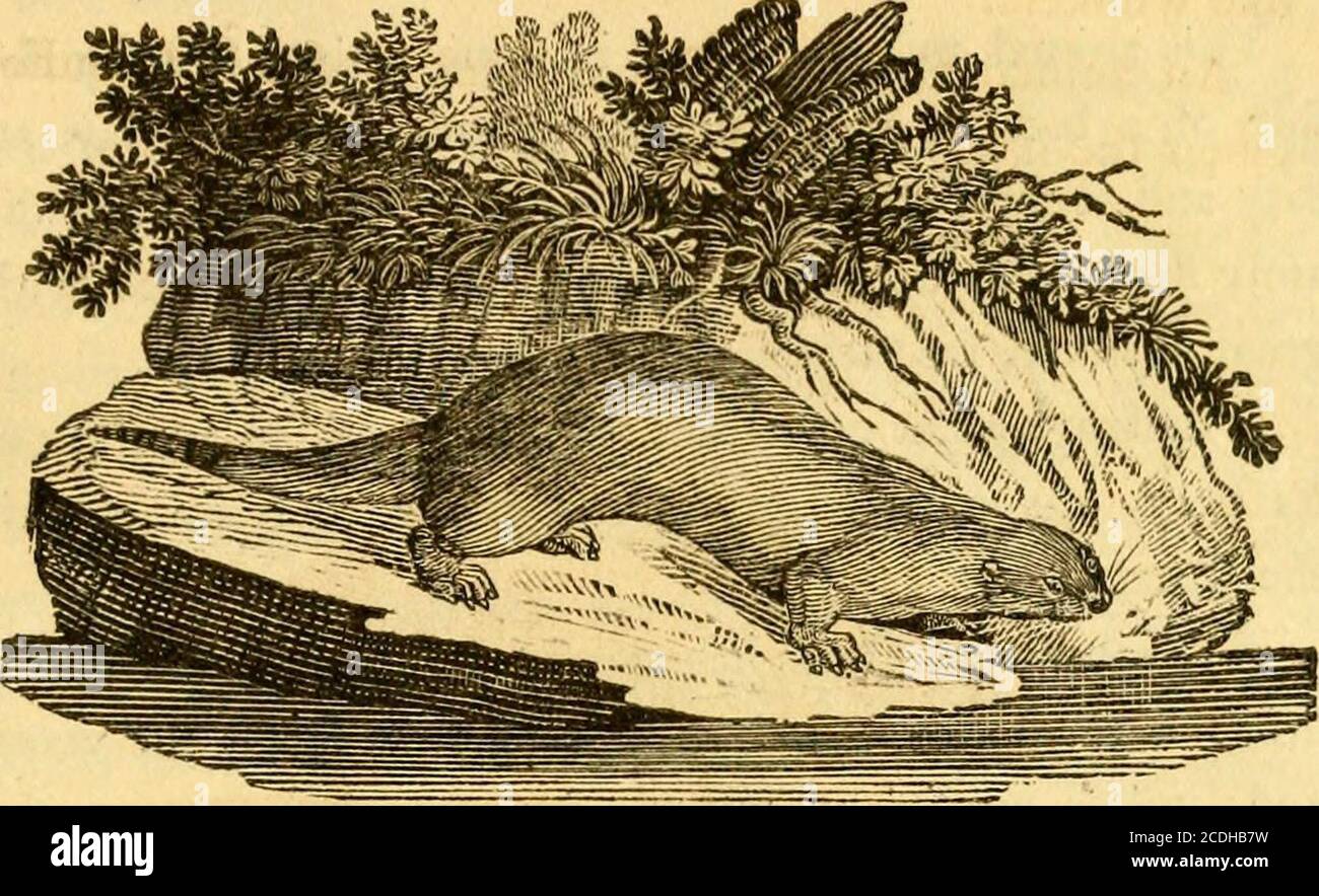 Tanrec hi-res stock photography and images - Alamy