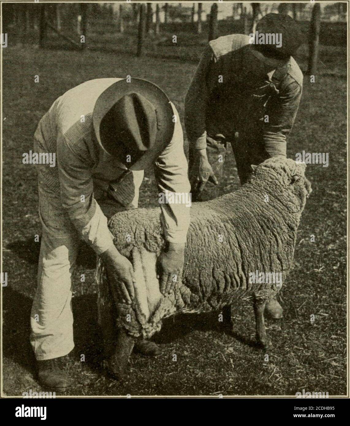 Shepherd sheep shoulder hi-res stock photography and images - Alamy