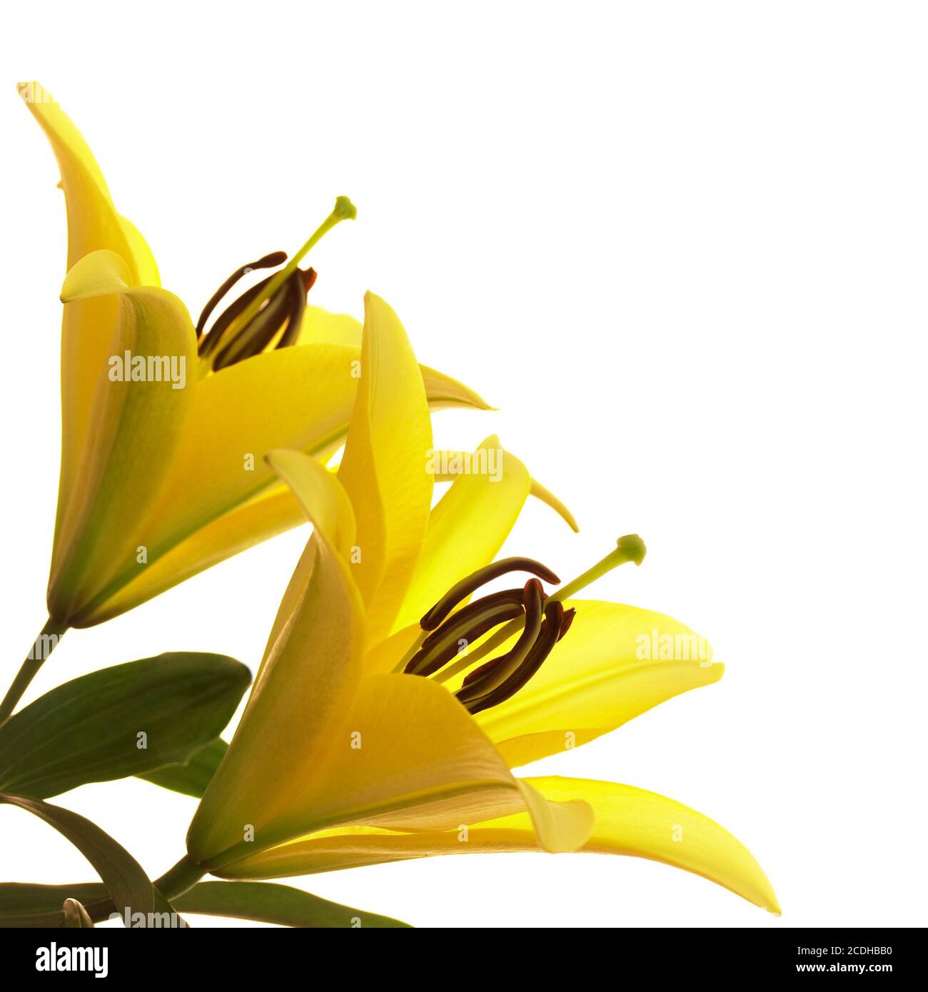 Two lily flower Stock Photo - Alamy