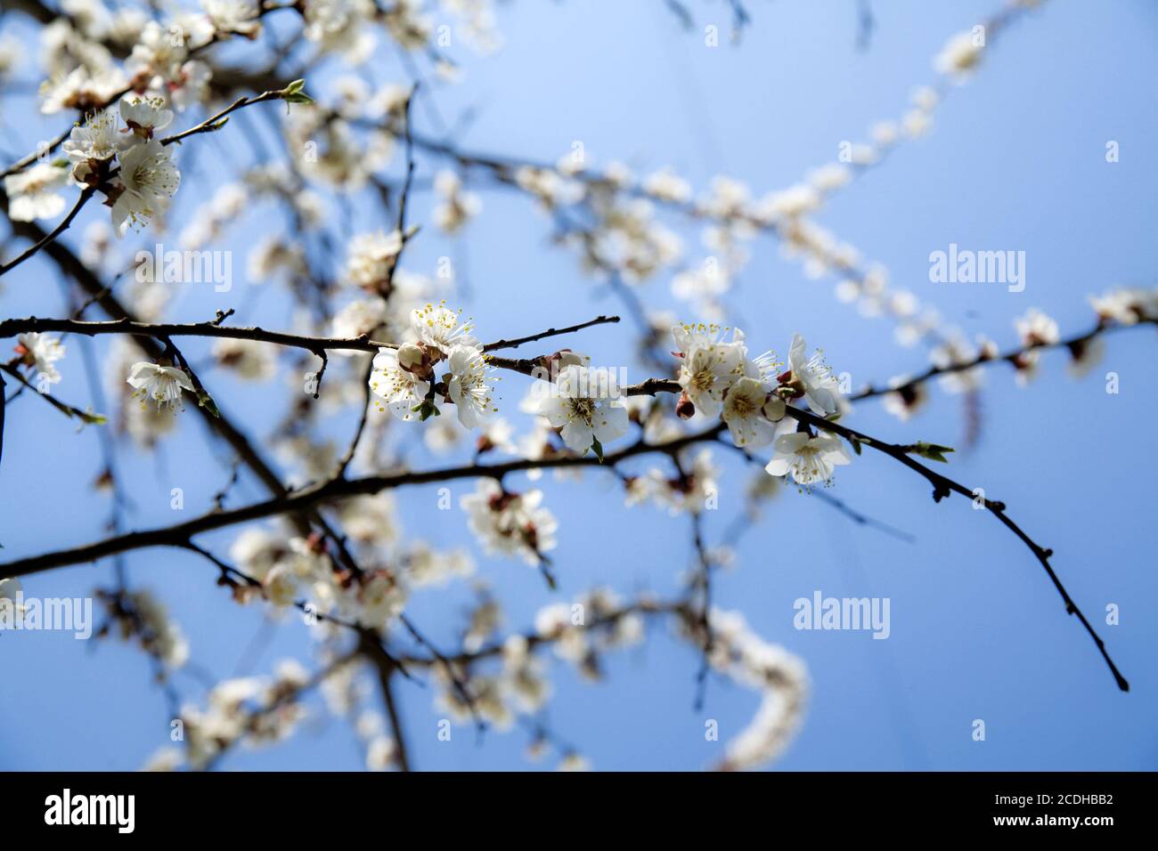 flowering branch of tree Stock Photo - Alamy