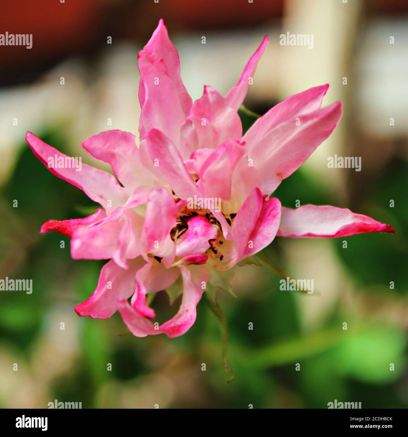 Unique rose color hi-res stock photography and images - Alamy