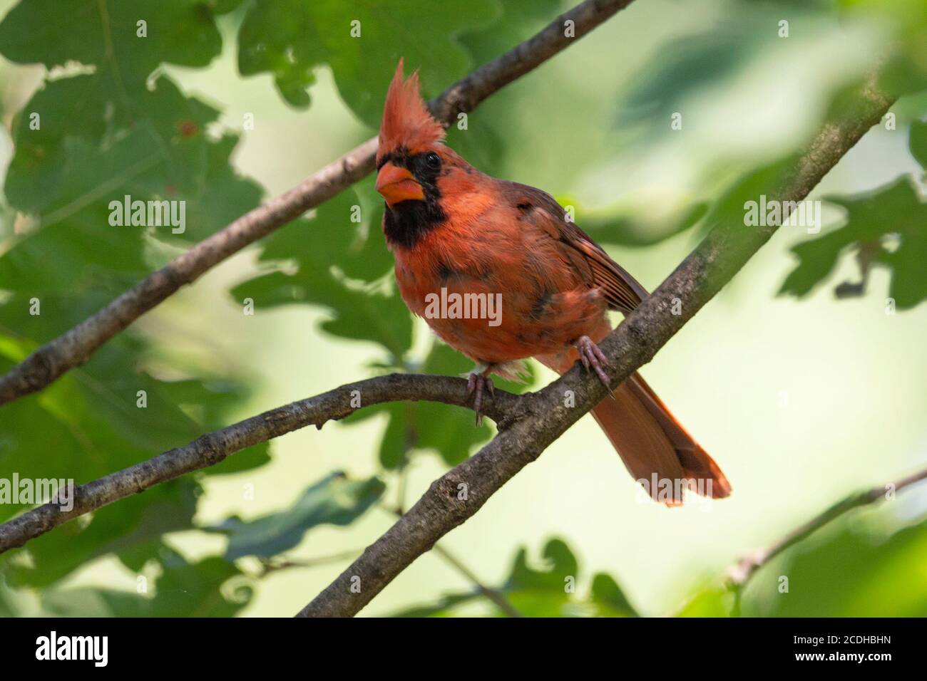 A molting Northern Cardinal in late August perches in an oak tree Stock ...