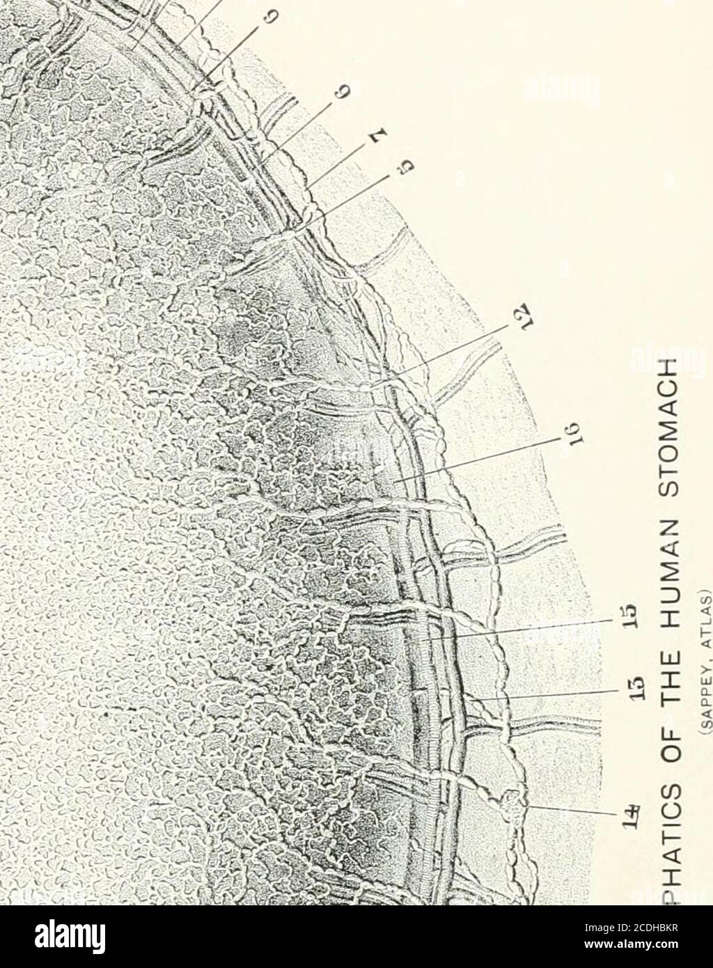 Prominent vein system hi-res stock photography and images - Alamy