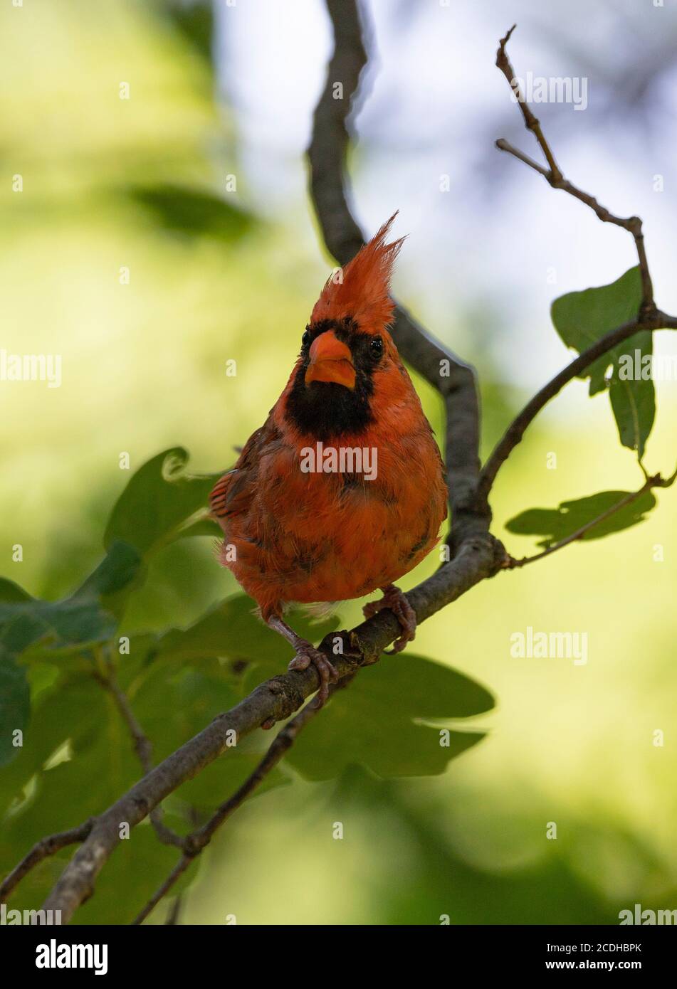 A molting Northern Cardinal in late August perches in an oak tree Stock ...