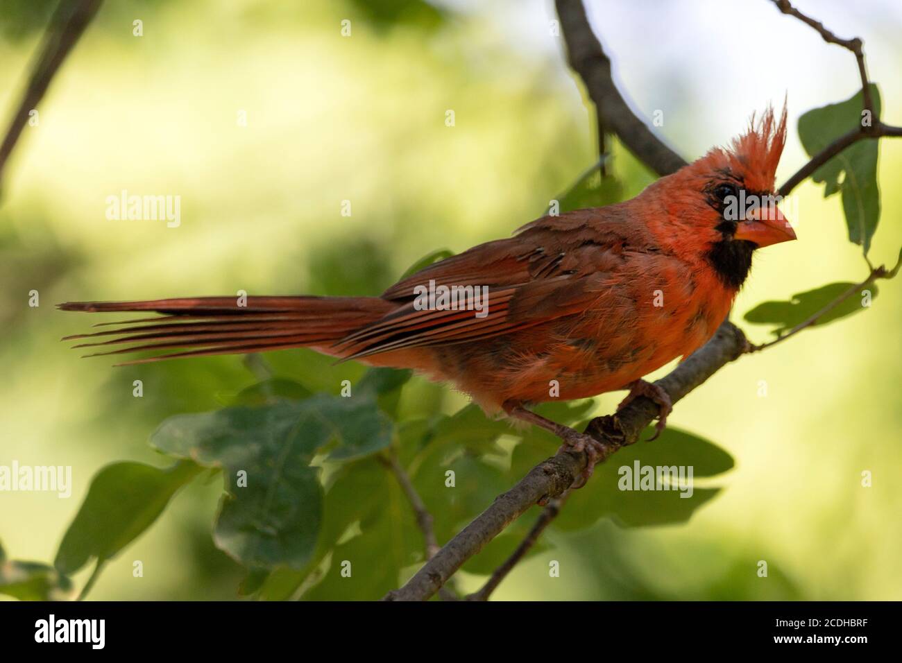 A molting Northern Cardinal in late August perches in an oak tree Stock ...