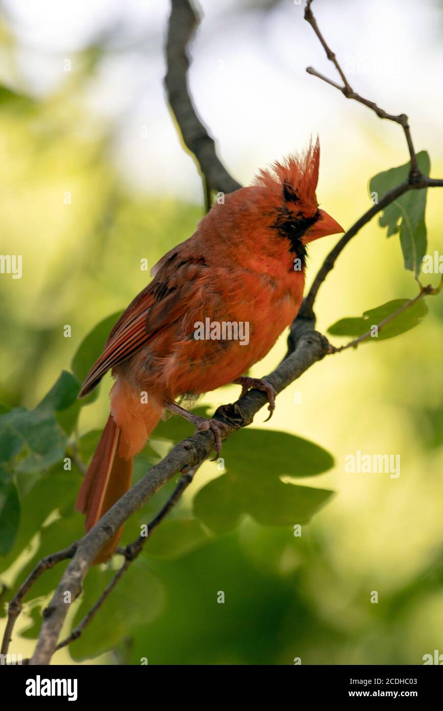 A molting Northern Cardinal in late August perches in an oak tree Stock ...
