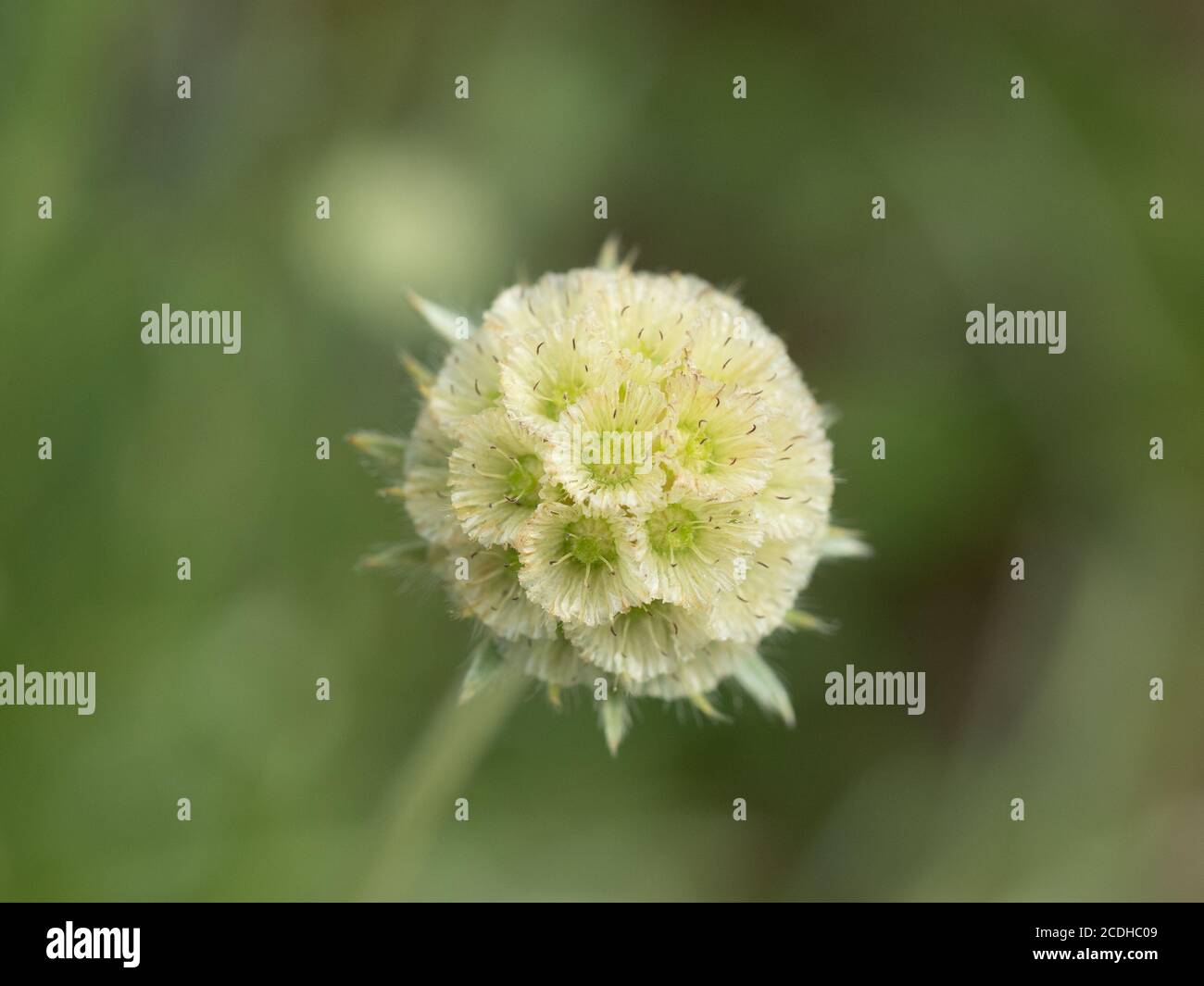 Scabious seed hi-res stock photography and images - Alamy
