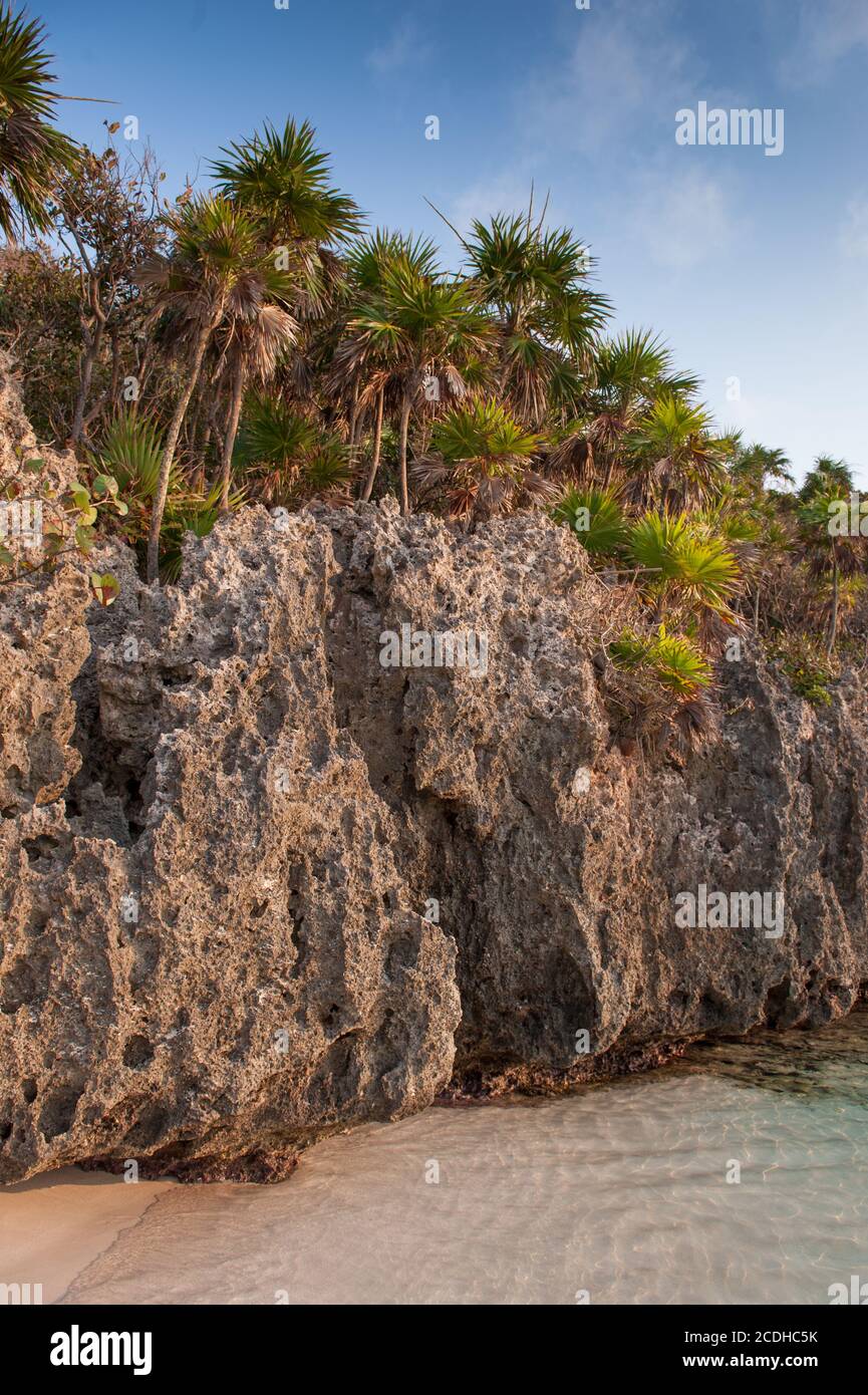 Honduras Roatan 15/03/10 : Cliff with palm trees and tropical sea Stock ...