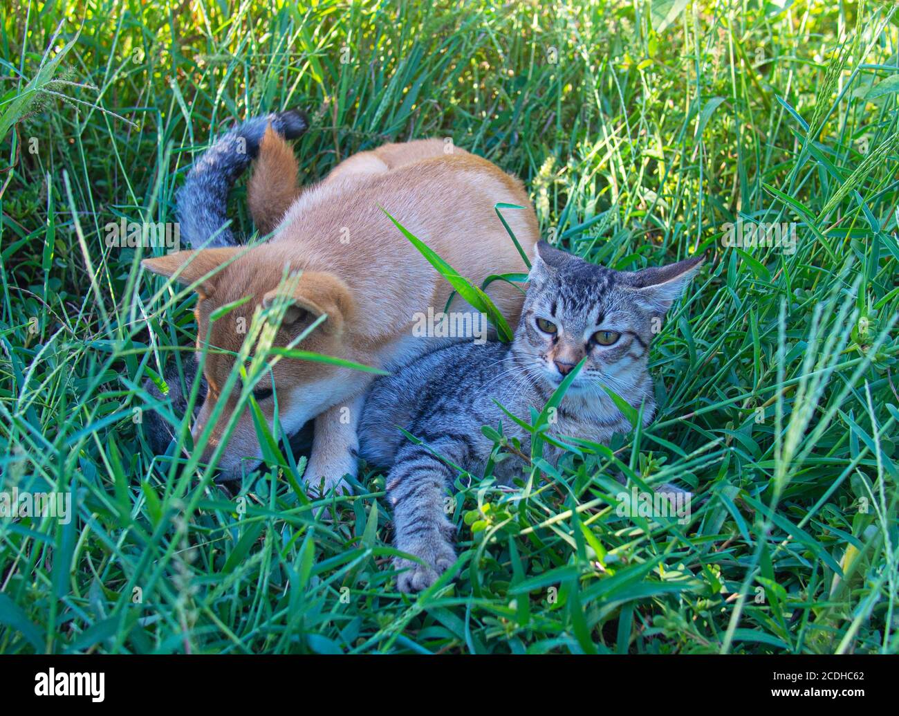 Two friends shiba inu puppy and tabby cat Stock Photo - Alamy